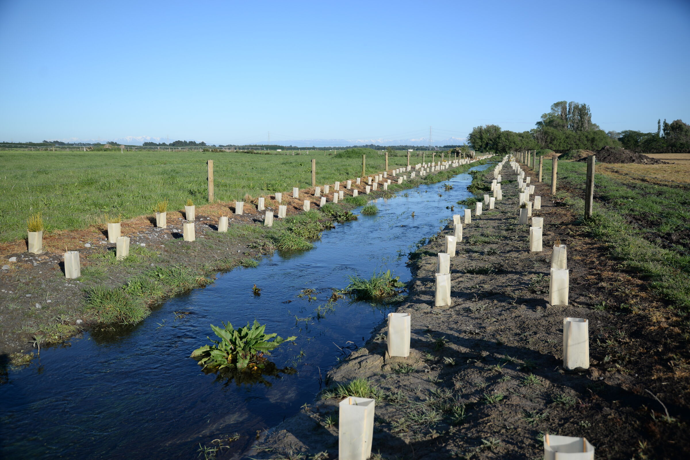 It’s more than a drain, it’s home to our native freshwater fish ...